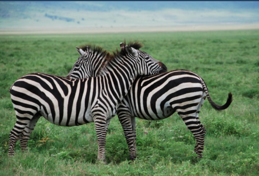 Are You A Zebra Or Baboon? - Kathy Smith